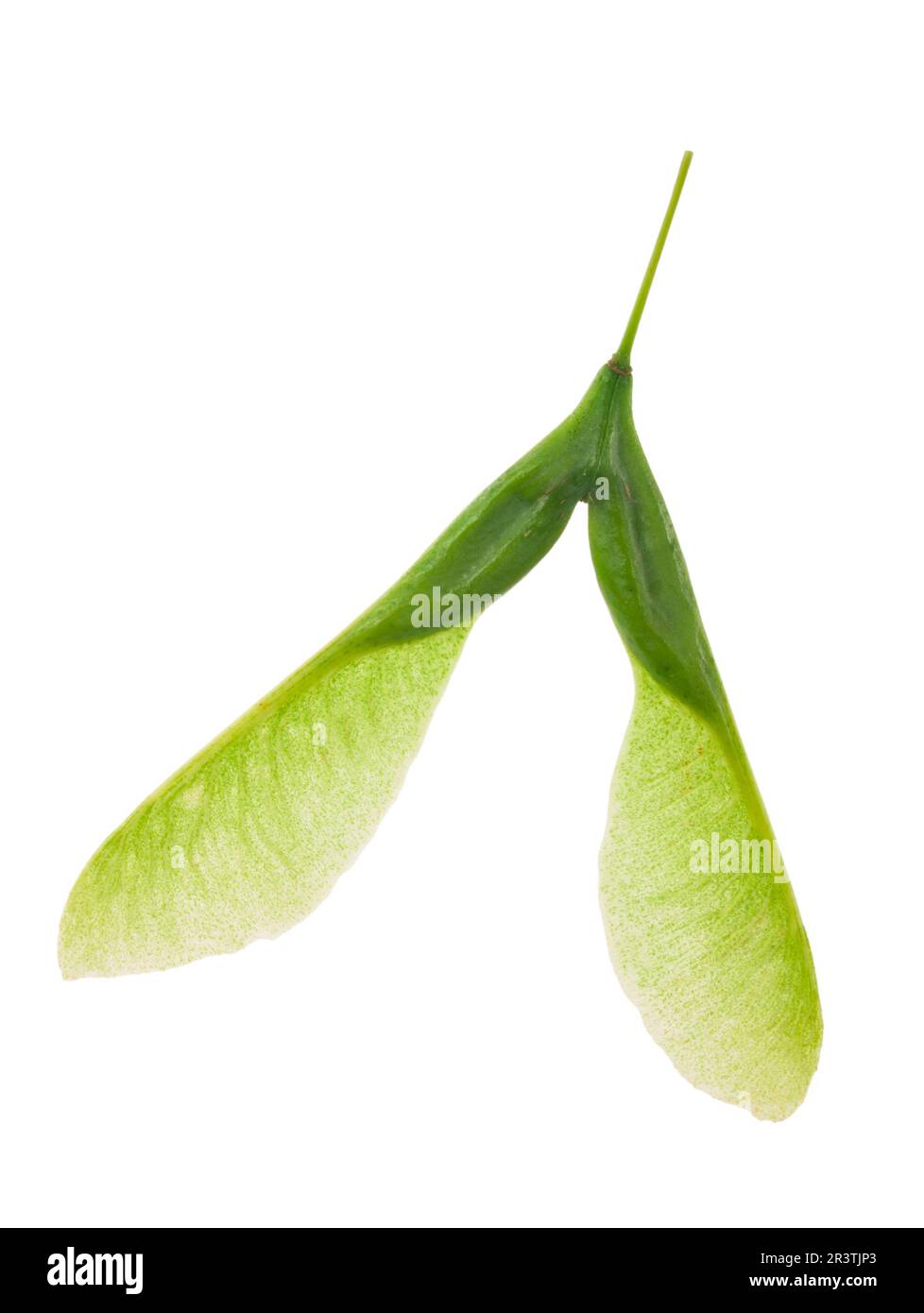 Maple seed Cut Out Stock Images & Pictures - Alamy