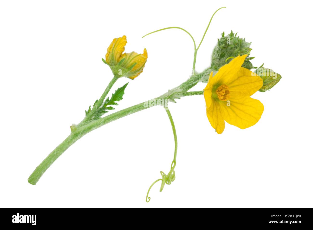 Watermelon flower hi-res stock photography and images - Alamy