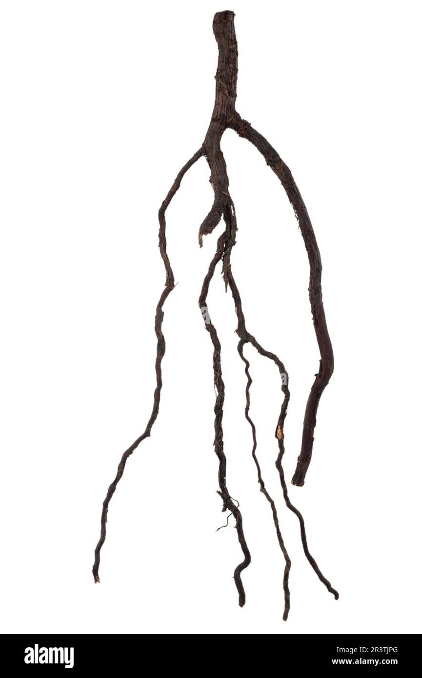 Whole tree and roots hi-res stock photography and images - Alamy