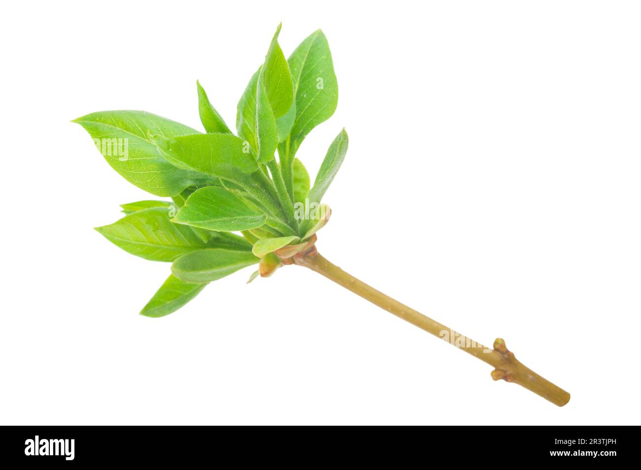 Sun buds Cut Out Stock Images & Pictures - Alamy