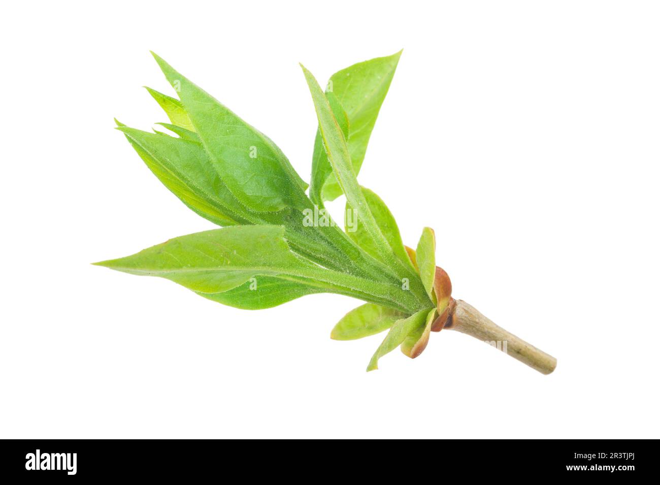 Lilac buds Cut Out Stock Images & Pictures - Alamy