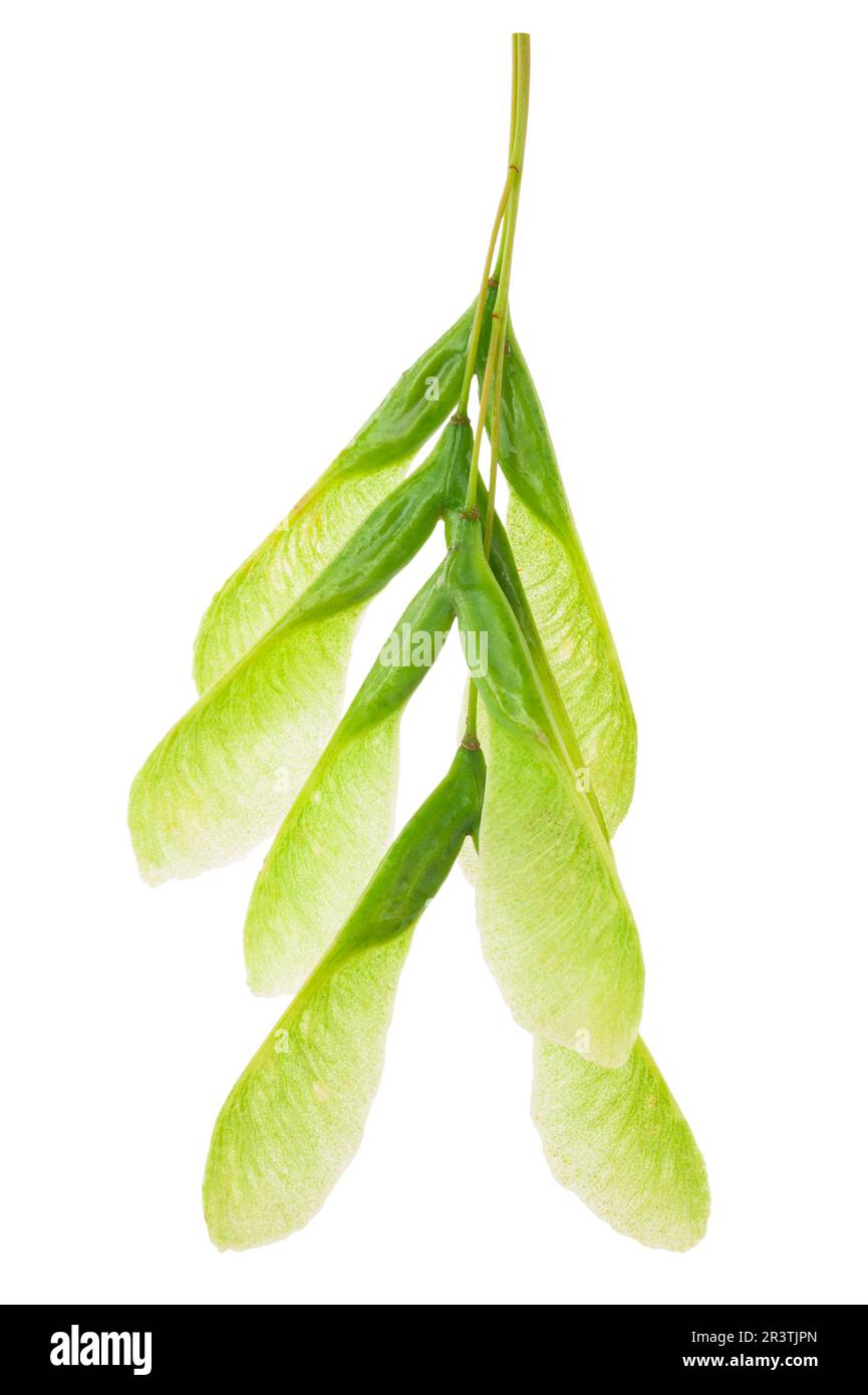 Green maple seeds Stock Photo - Alamy