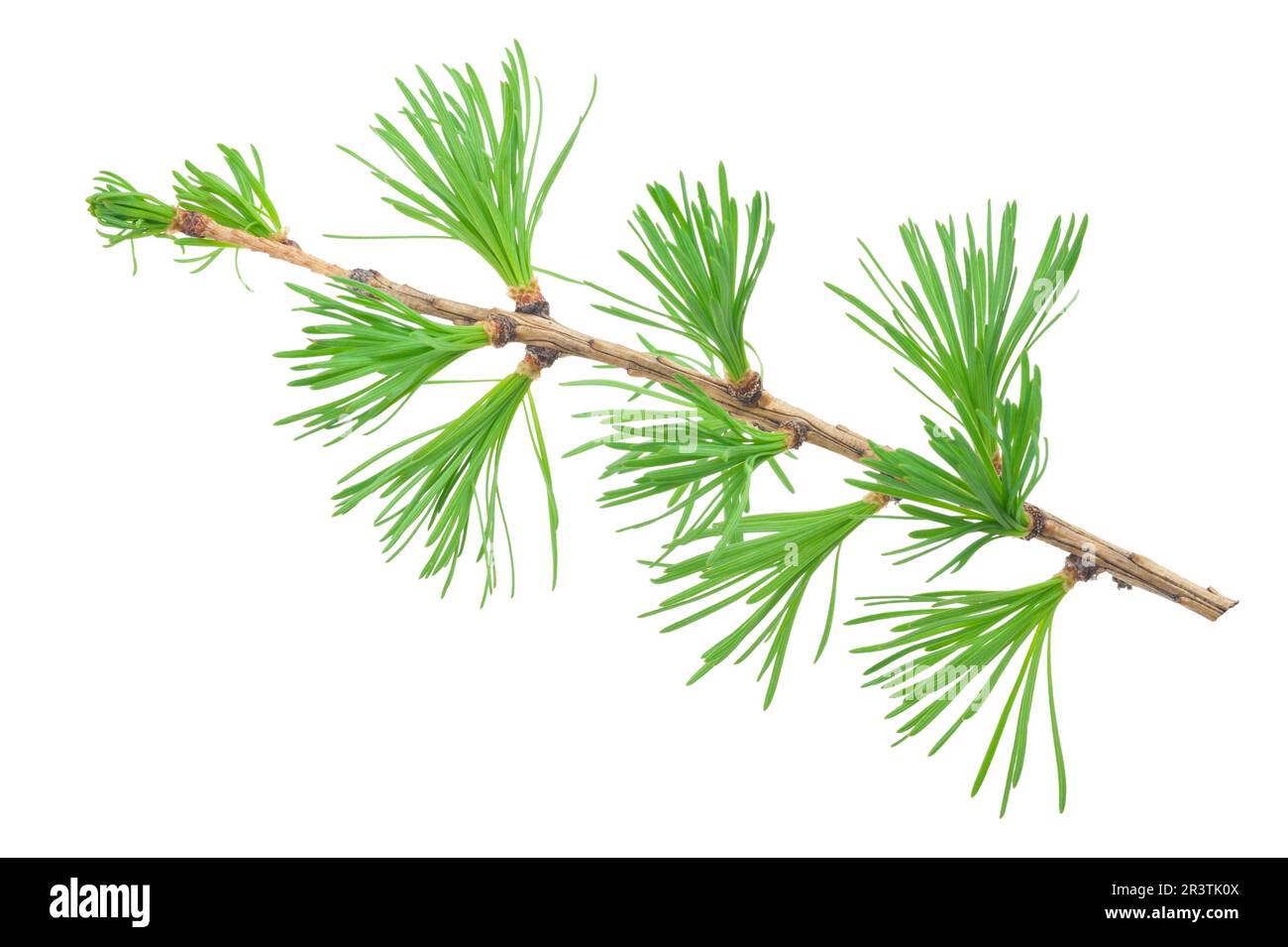 Young larch Cut Out Stock Images & Pictures - Alamy