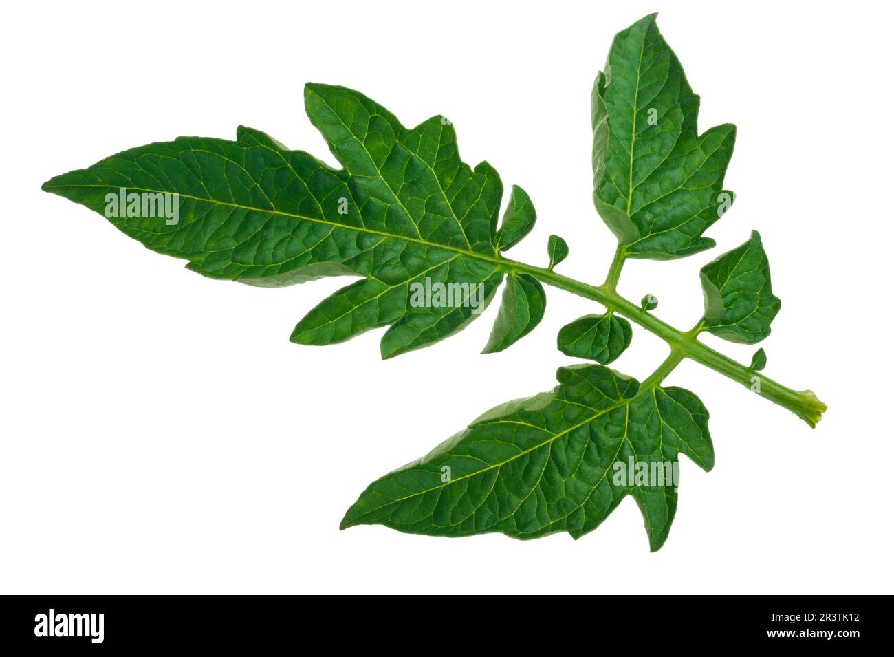 Young tomato growth Cut Out Stock Images & Pictures - Alamy