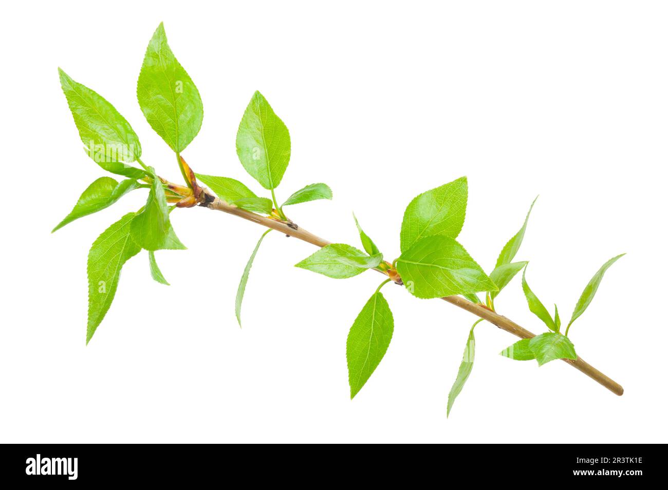 Young branch of a tree Stock Photo - Alamy