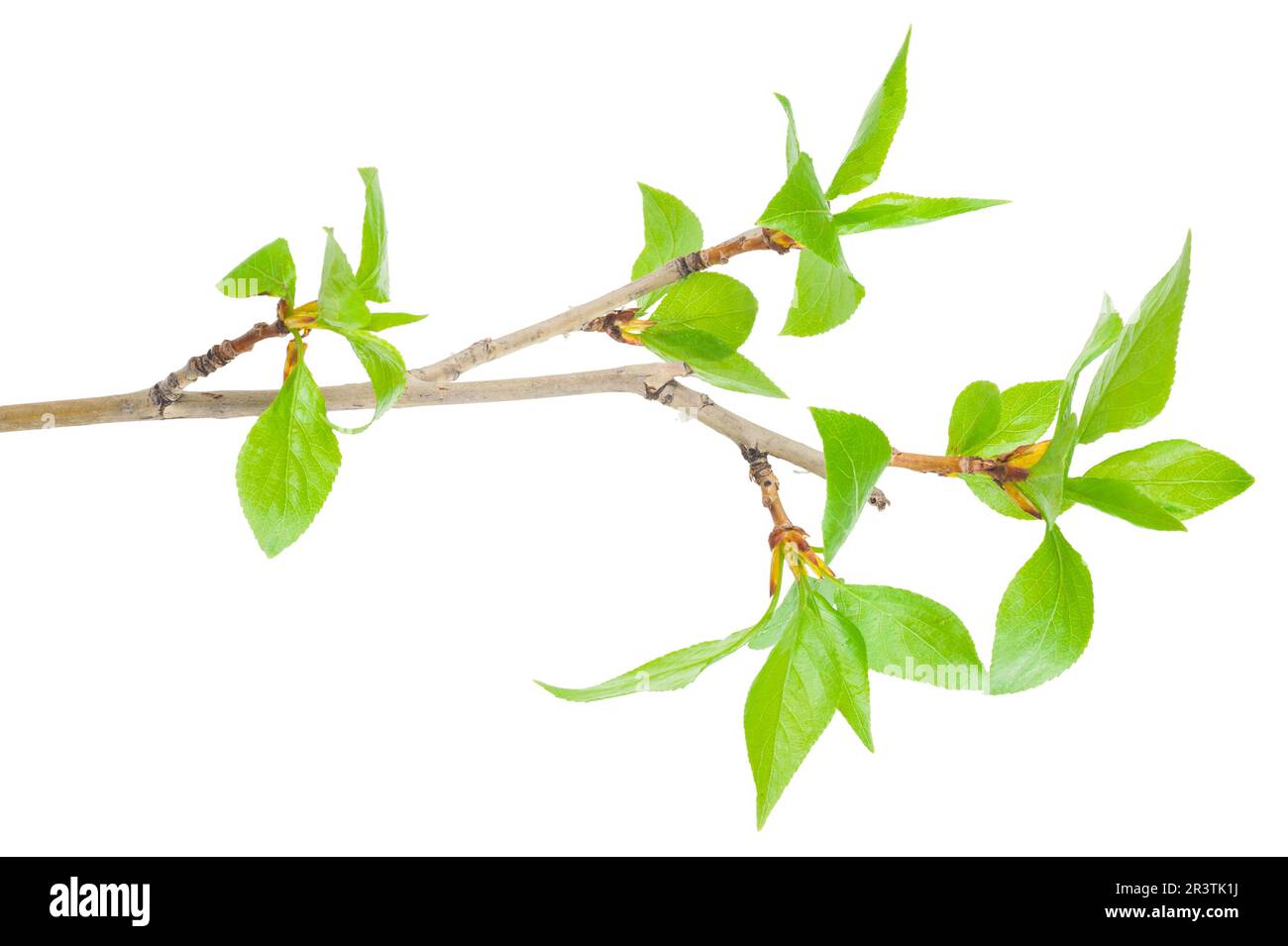 Branch tree green budding hi-res stock photography and images - Alamy