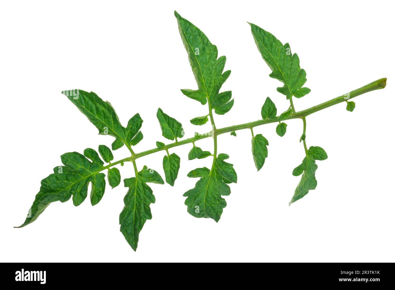 Greenhouse with tomato Cut Out Stock Images & Pictures - Alamy