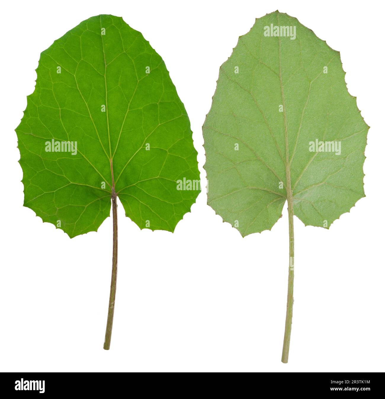 Spring beauty life Cut Out Stock Images & Pictures - Alamy