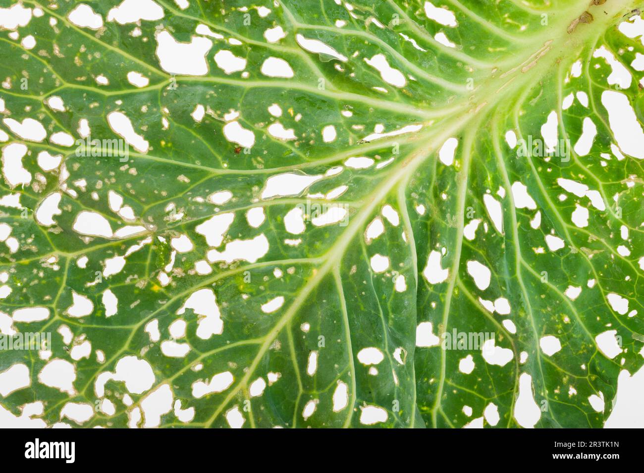 Holey texture cabbage leaf Stock Photo - Alamy