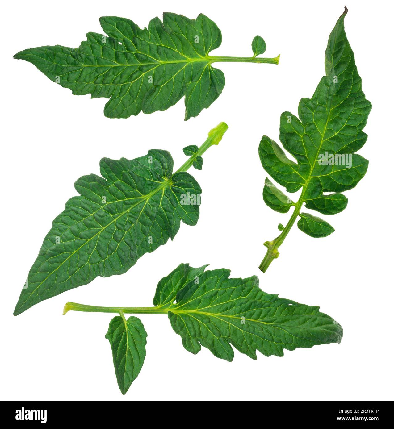 Tomato leafs hi-res stock photography and images - Alamy