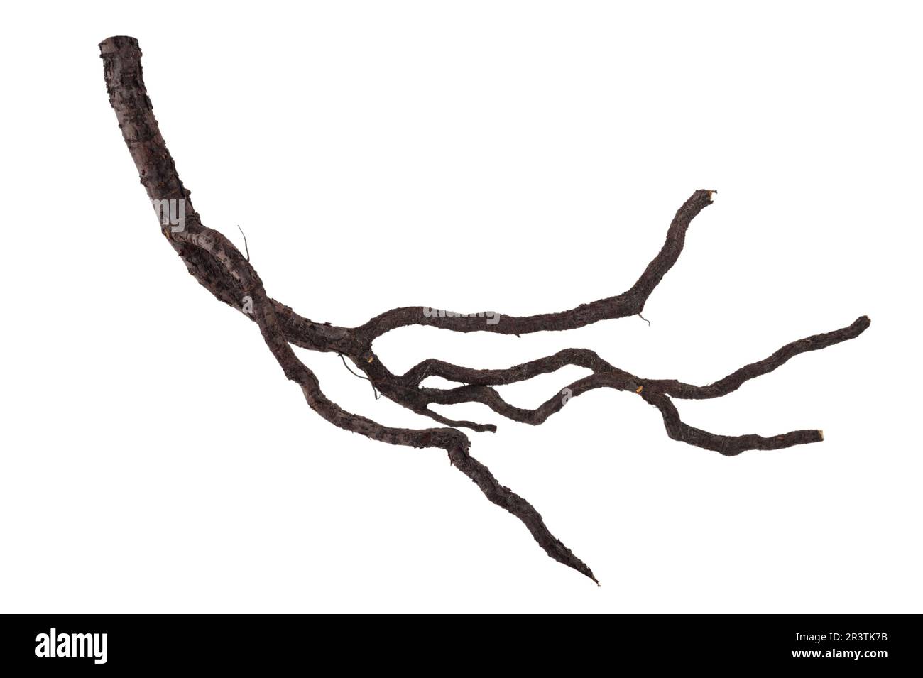 Whole tree and roots hi-res stock photography and images - Alamy