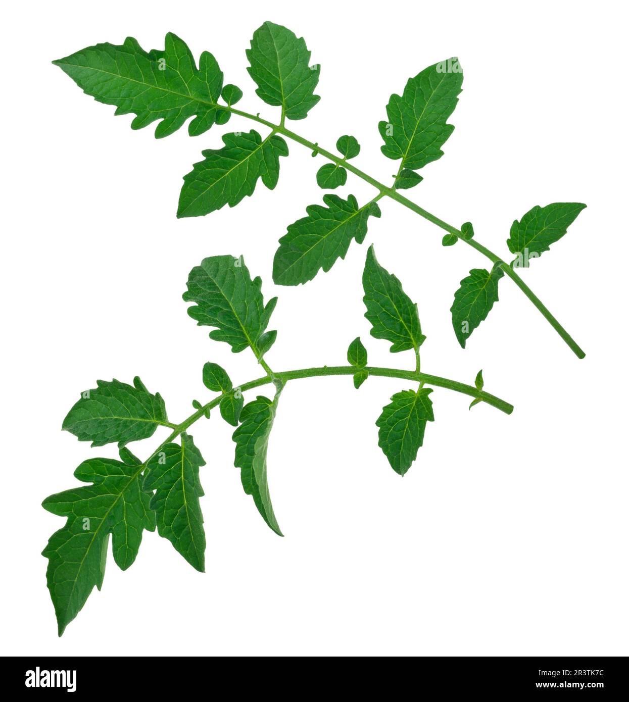 Greenhouse with tomato Cut Out Stock Images & Pictures - Alamy