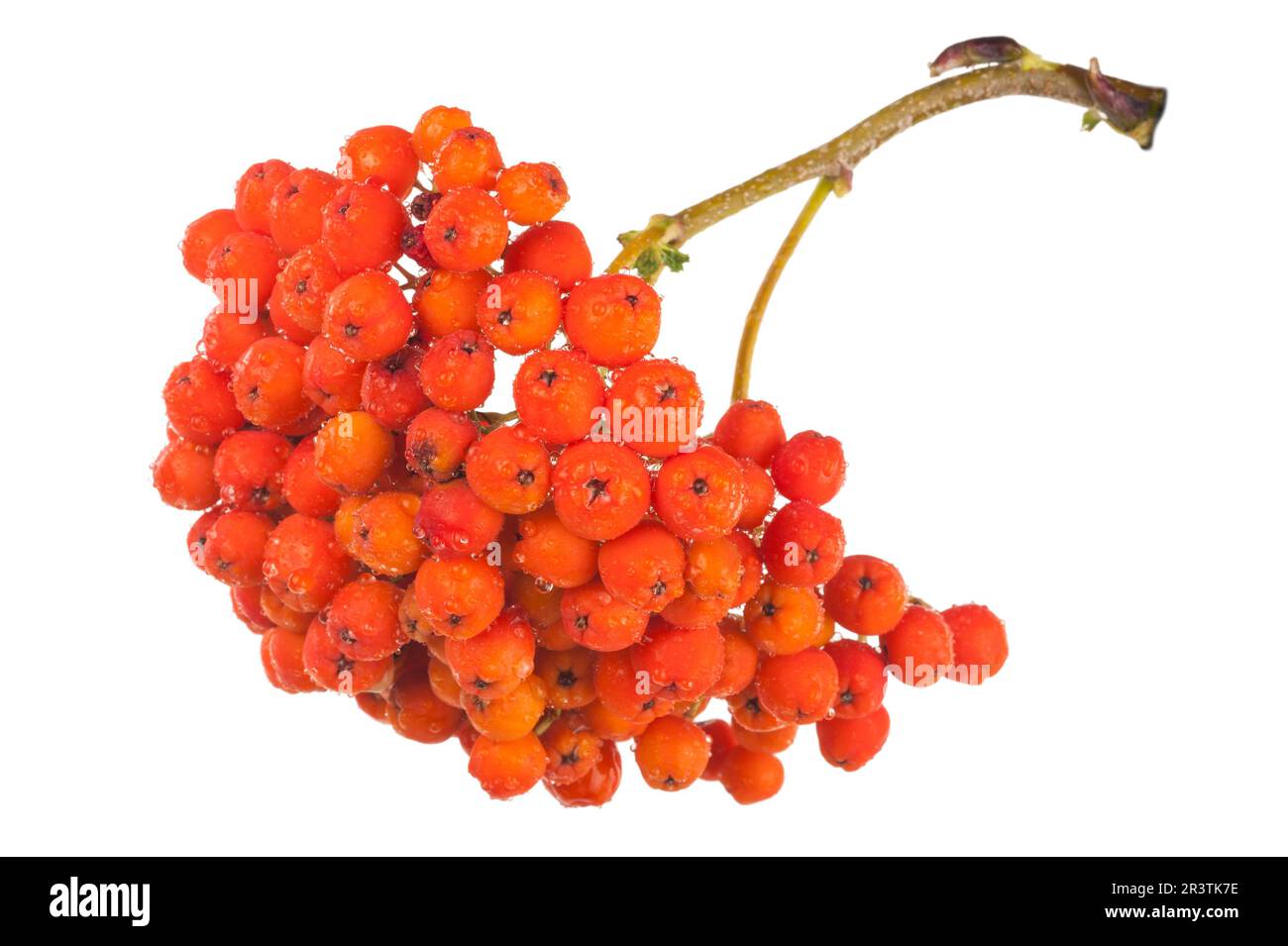 Beautiful rowan hi-res stock photography and images - Alamy