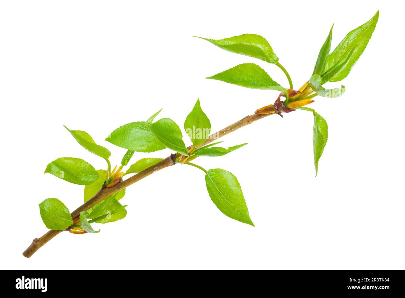 Tree not in bloom Cut Out Stock Images & Pictures - Alamy