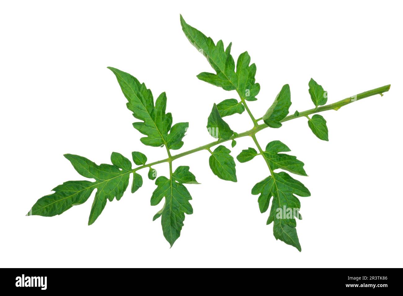 Greenhouse with tomato Cut Out Stock Images & Pictures - Alamy