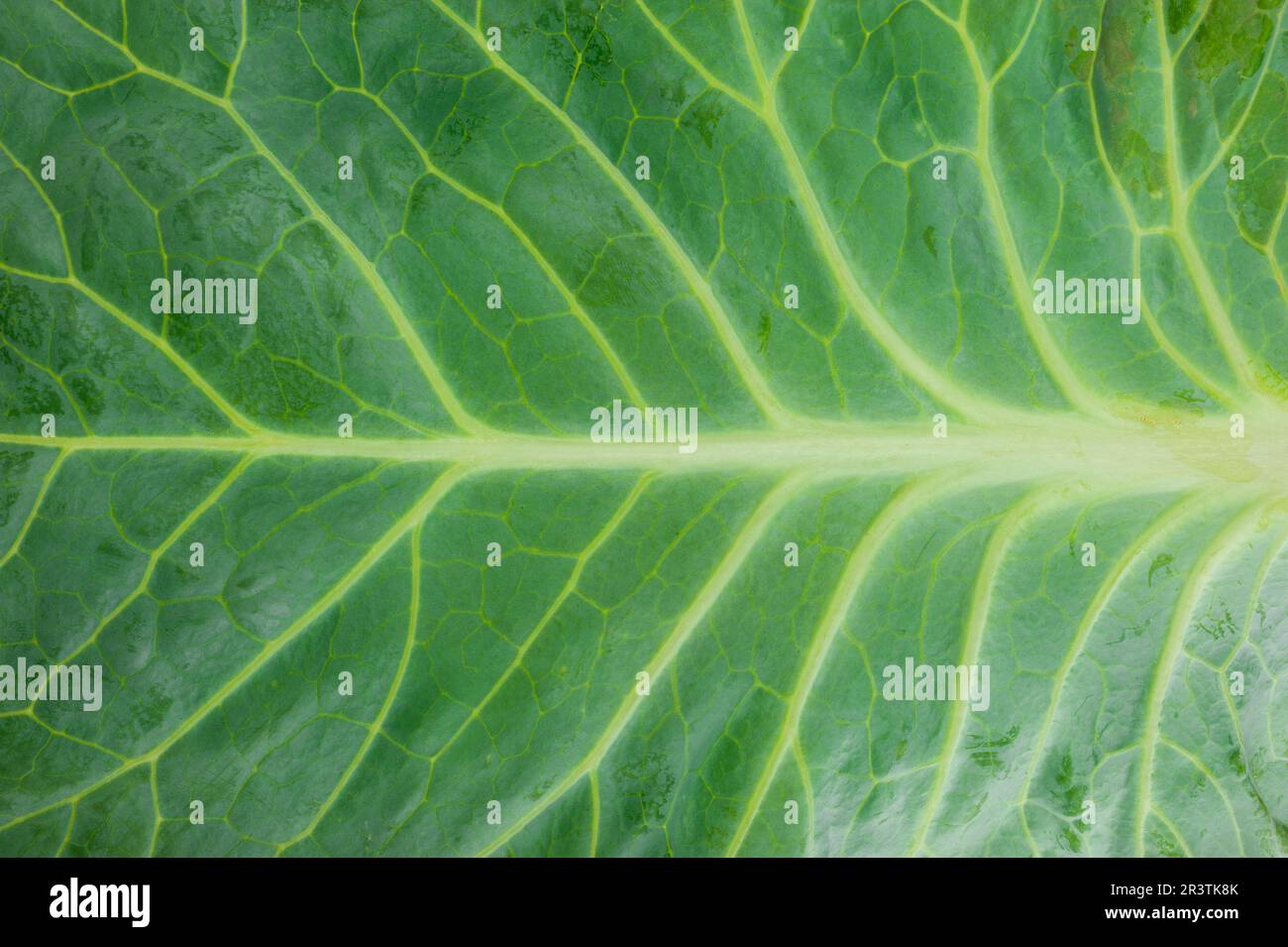 Cabbage texture hi-res stock photography and images - Alamy
