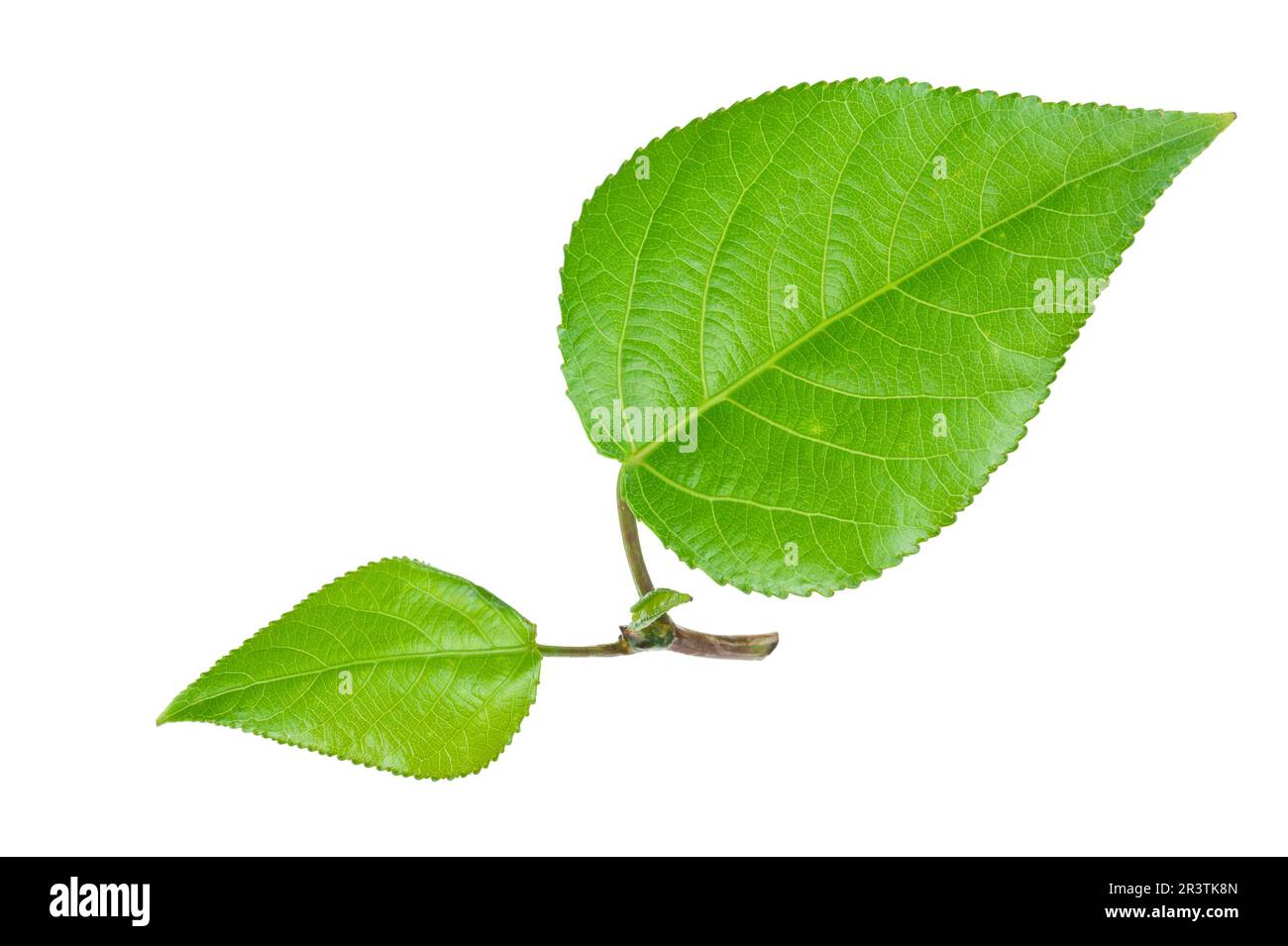 Small budding leaves hi-res stock photography and images - Alamy