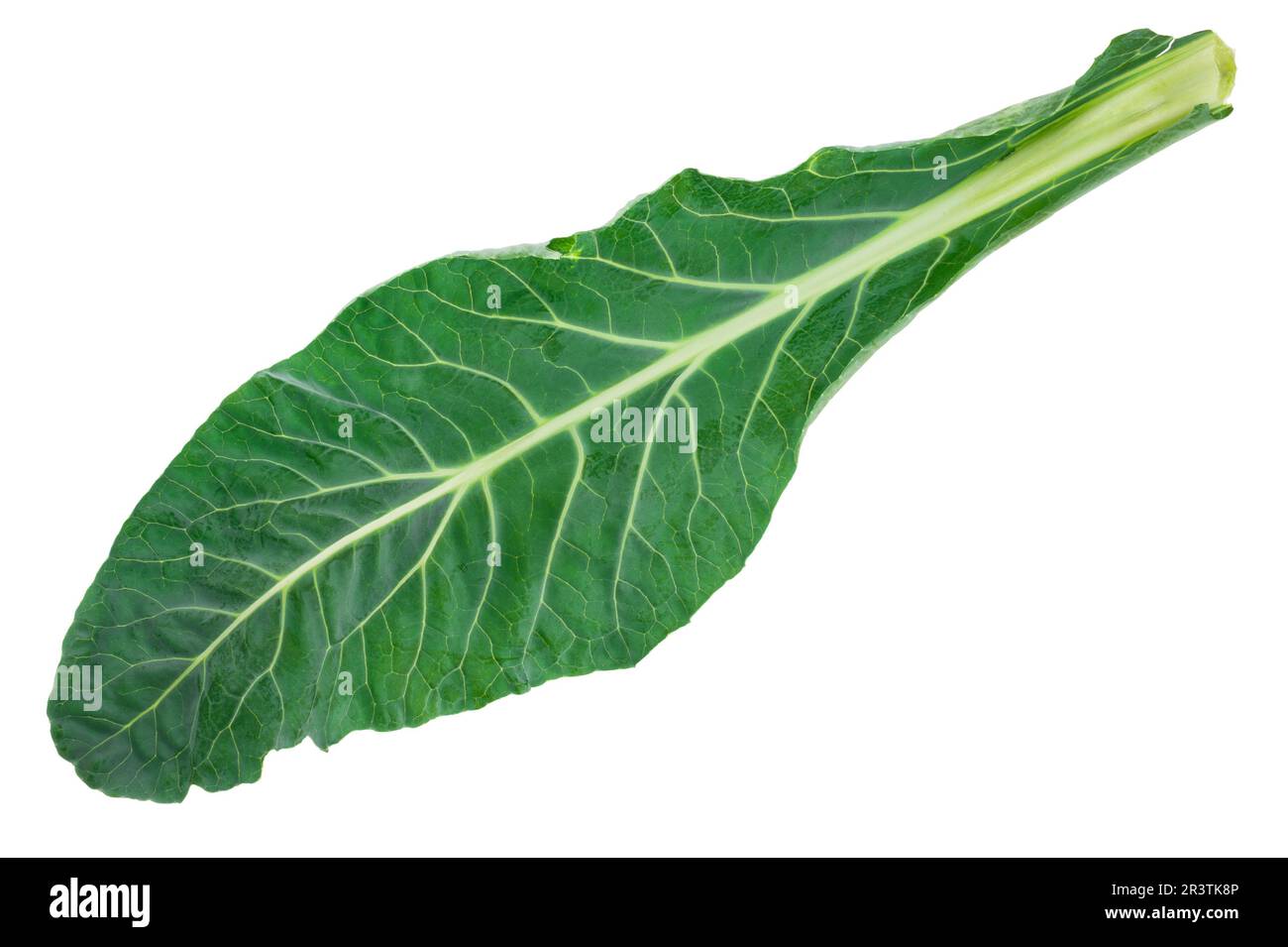 Green cabbage leaf hi-res stock photography and images - Alamy