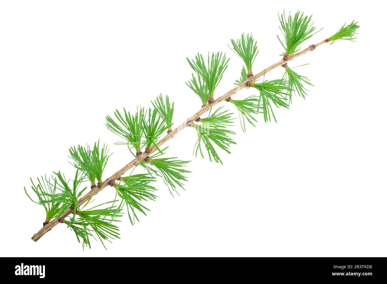 Young larch branch Stock Photo - Alamy