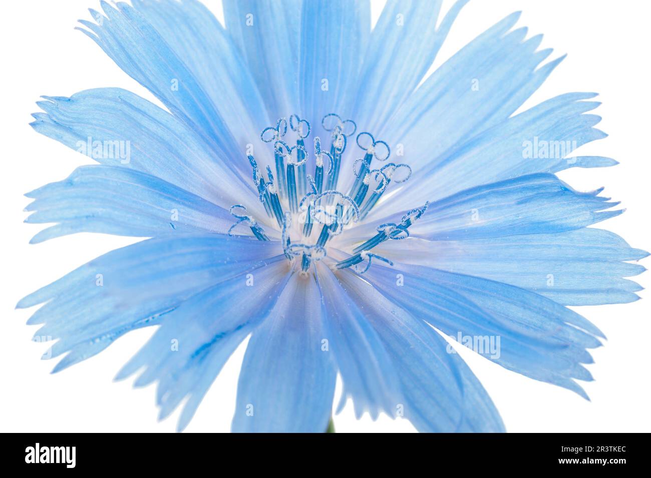 Succory flower hi-res stock photography and images - Alamy