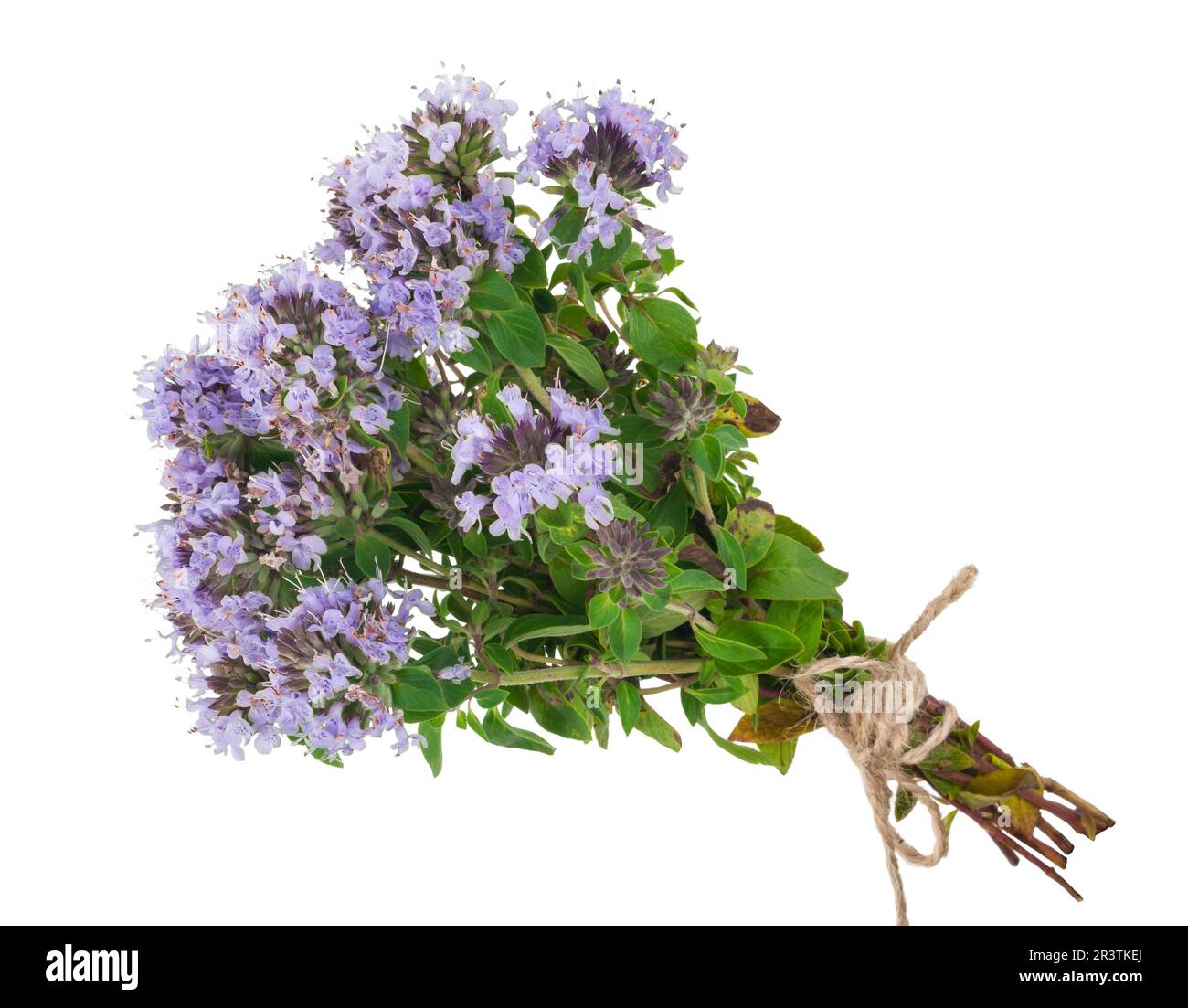 Medicinal plant: Thyme Stock Photo - Alamy