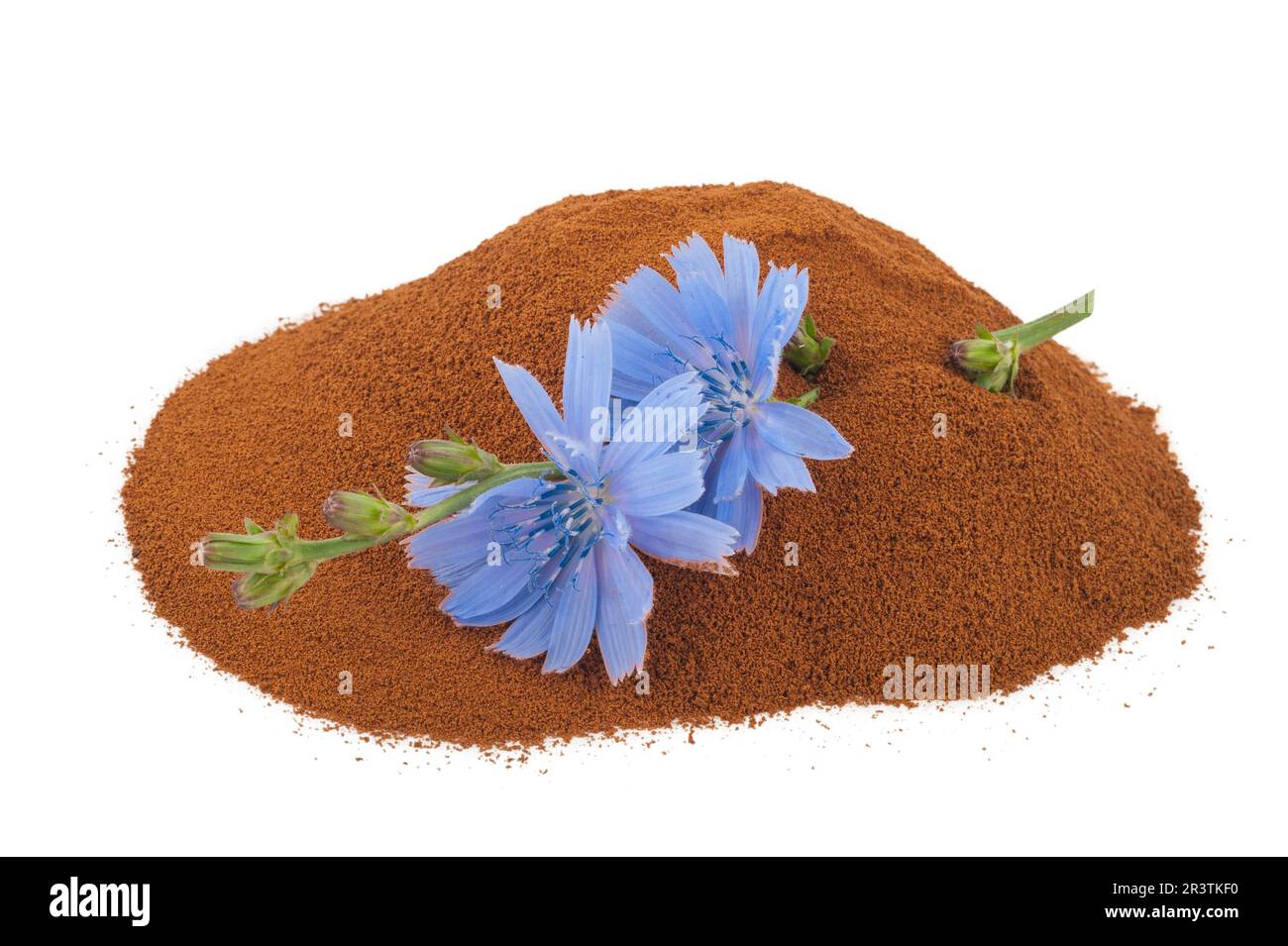 Blue chicory flower and powder of instant chicory Stock Photo - Alamy
