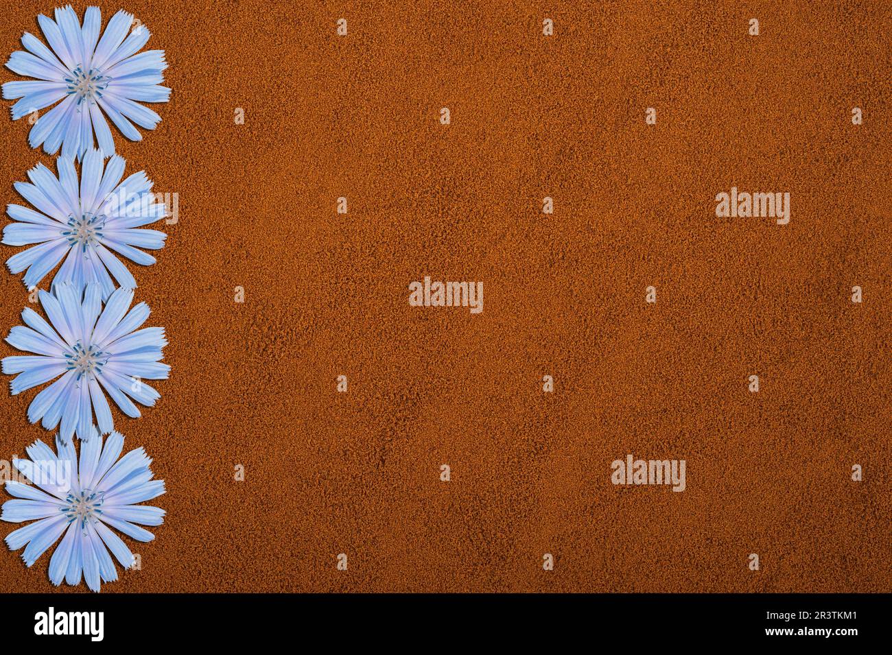 Blue chicory flowers and powder of instant chicory texture Stock Photo ...