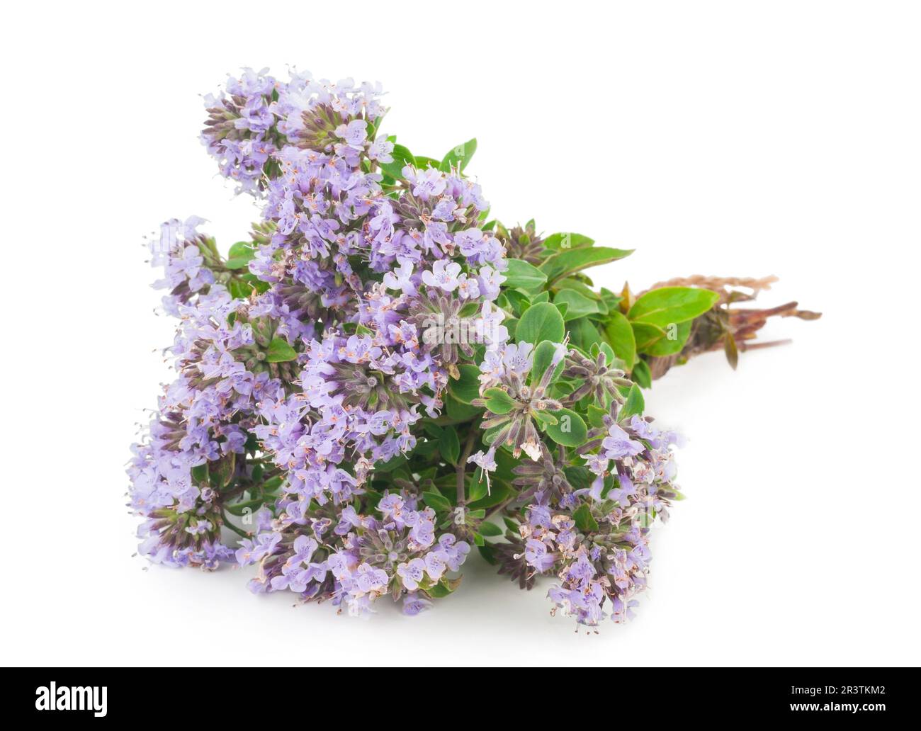 Medicinal plant: Thyme Stock Photo - Alamy
