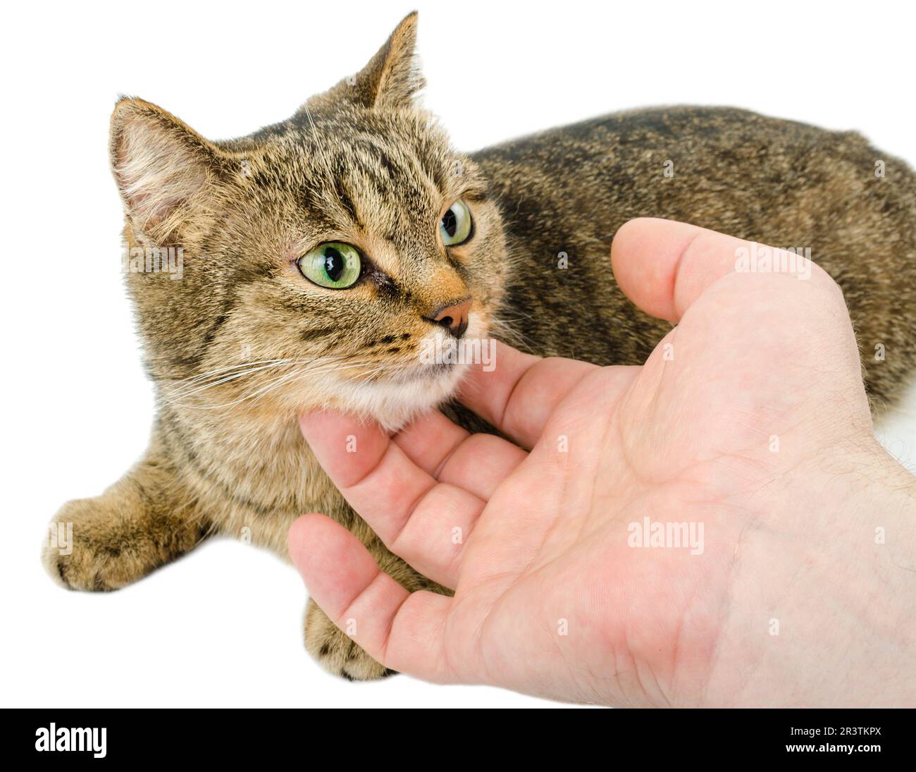 Cat Hand