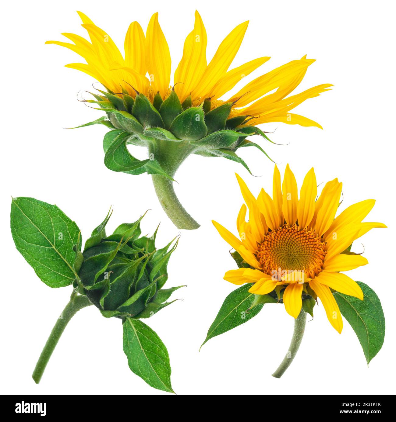 Hybrid sunflowers hi-res stock photography and images - Alamy