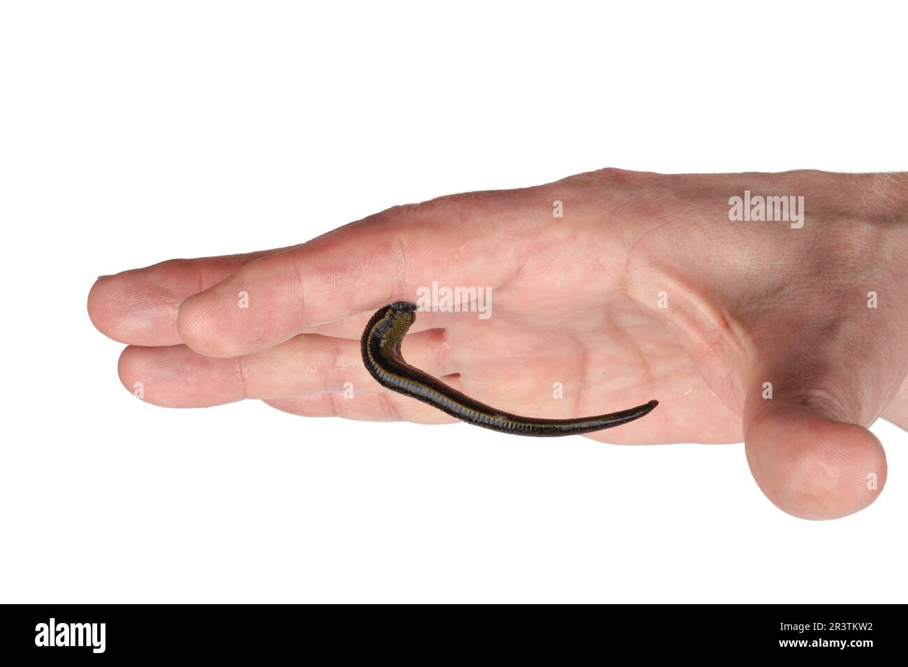 Leech worm hi-res stock photography and images - Alamy