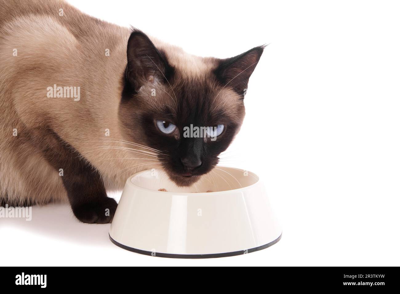 Siam Cat Food Dishes