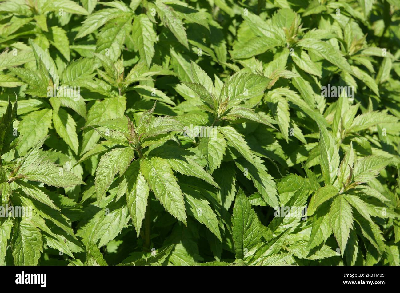 Fire nettle hi-res stock photography and images - Alamy