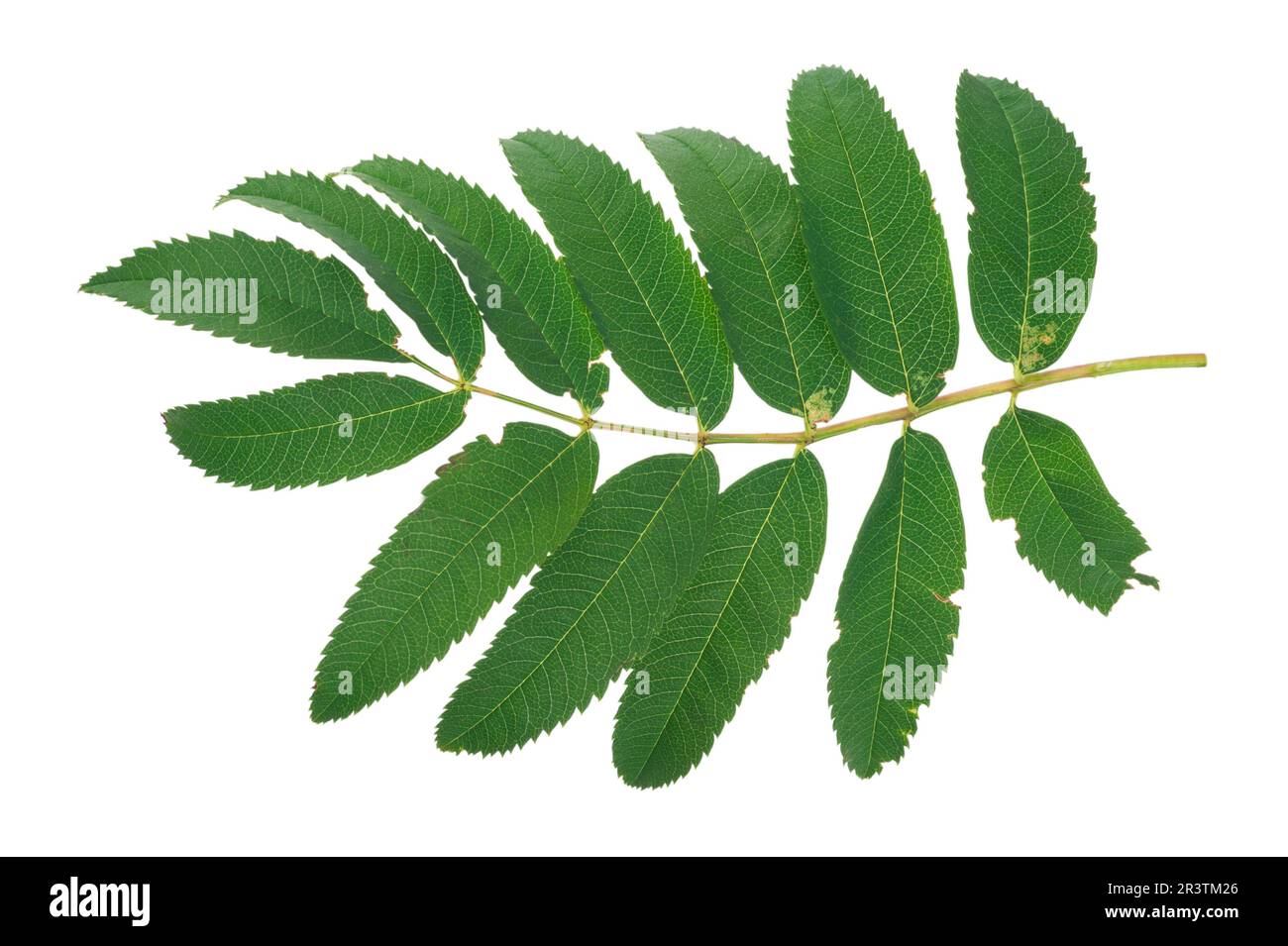 Rowan leaf Cut Out Stock Images & Pictures - Alamy