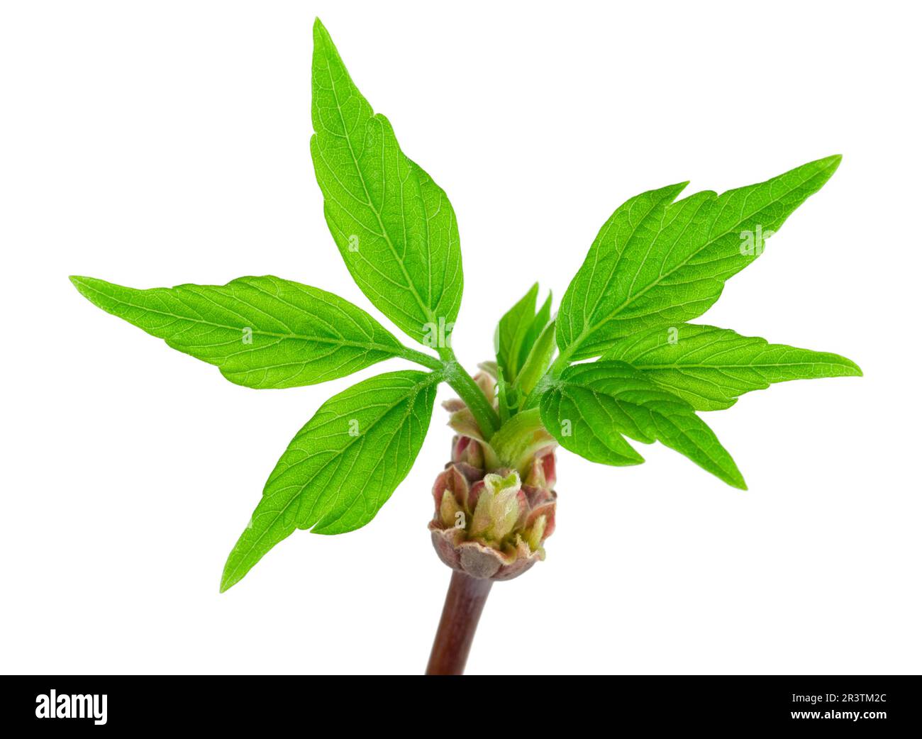 Budding maple tree new hi-res stock photography and images - Alamy