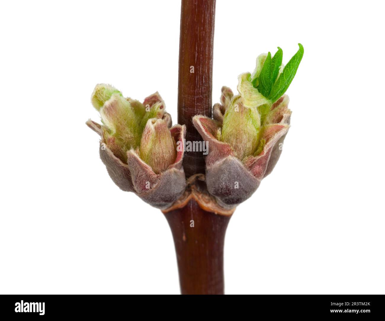 Budding maple tree hi-res stock photography and images - Alamy