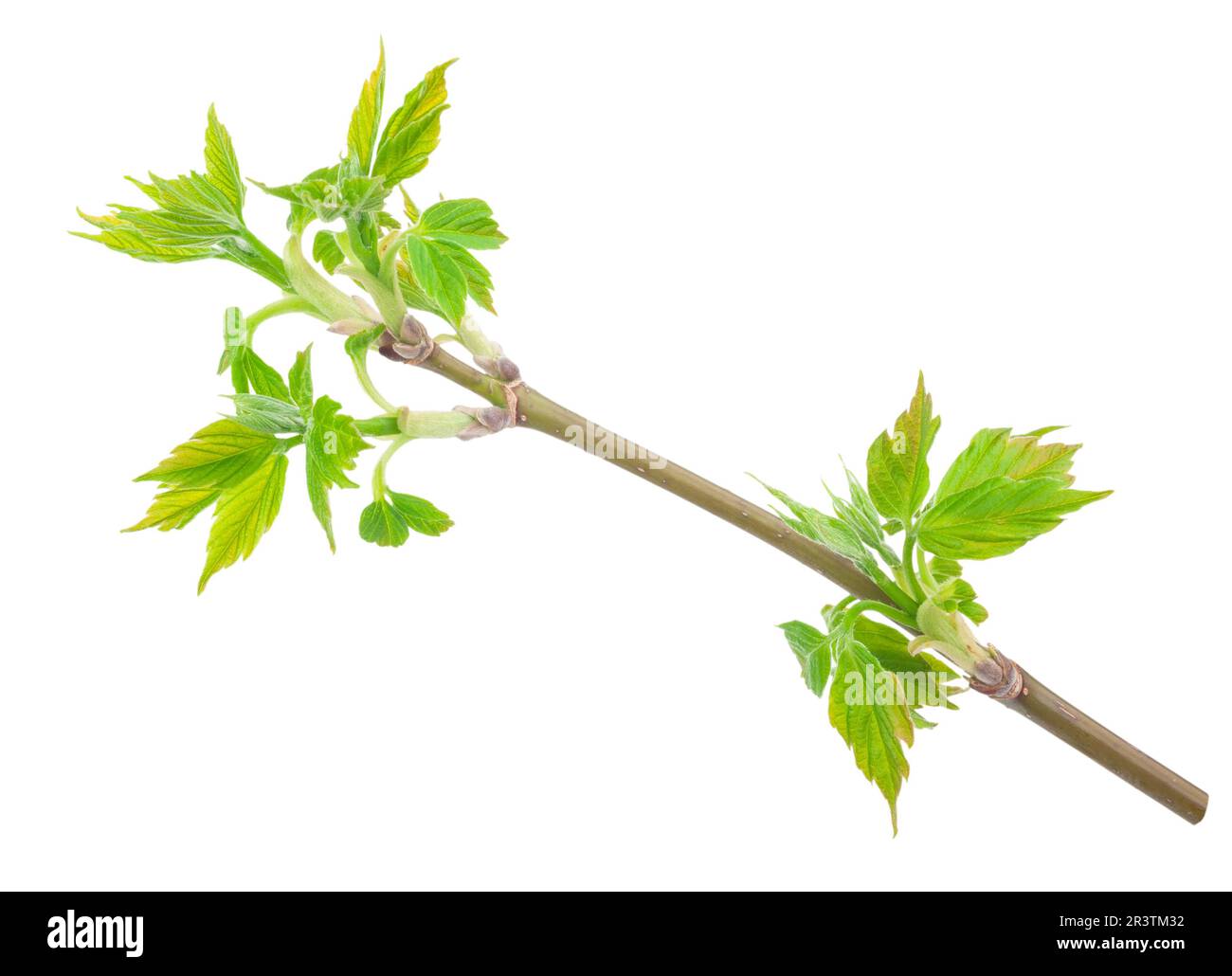 Maple twig with buds Stock Photo - Alamy