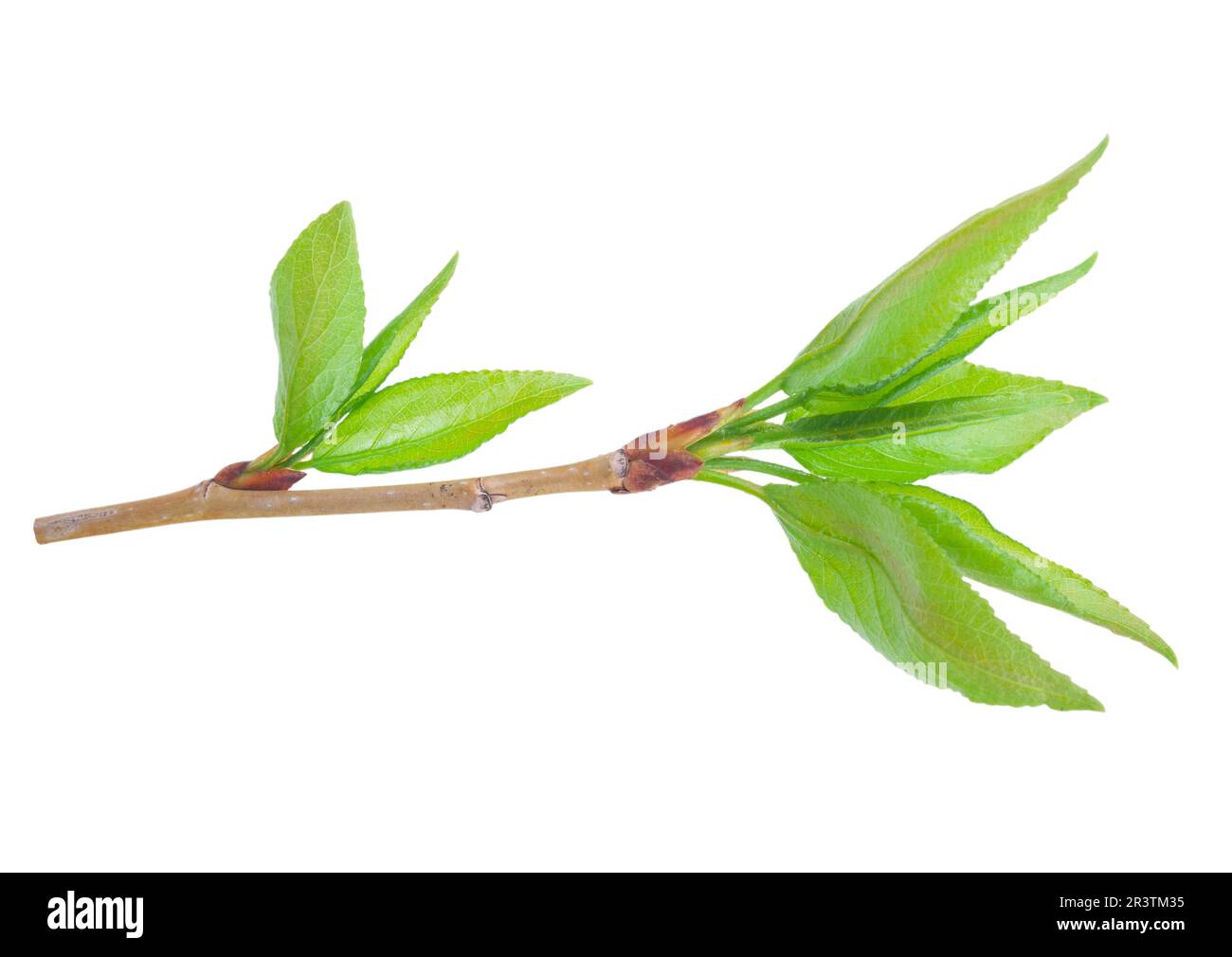 Young branch of a tree Stock Photo - Alamy