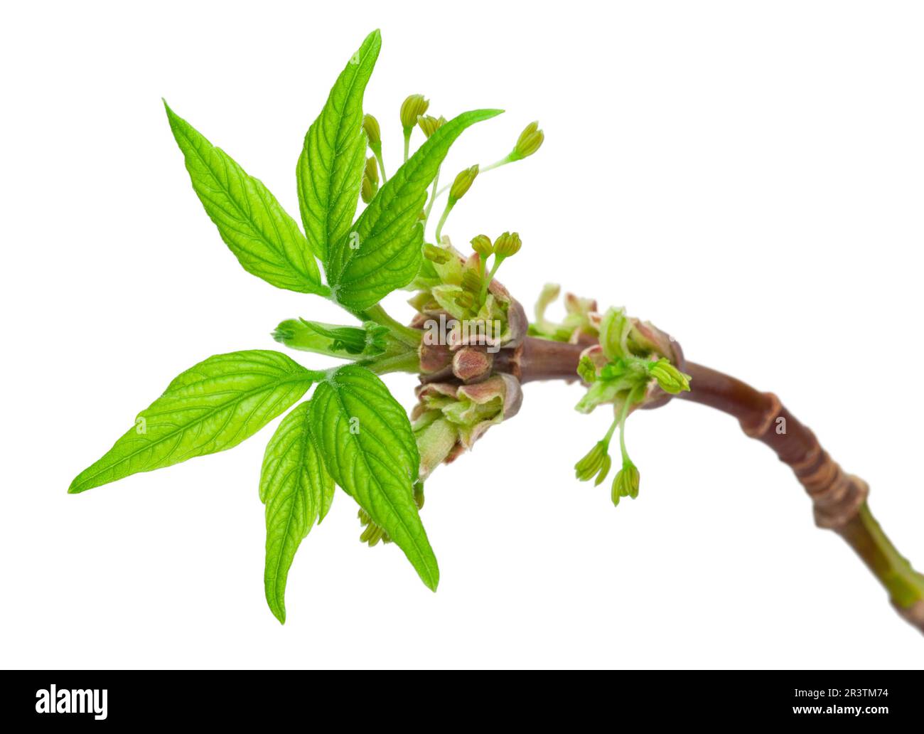Budding maple tree new hi-res stock photography and images - Alamy