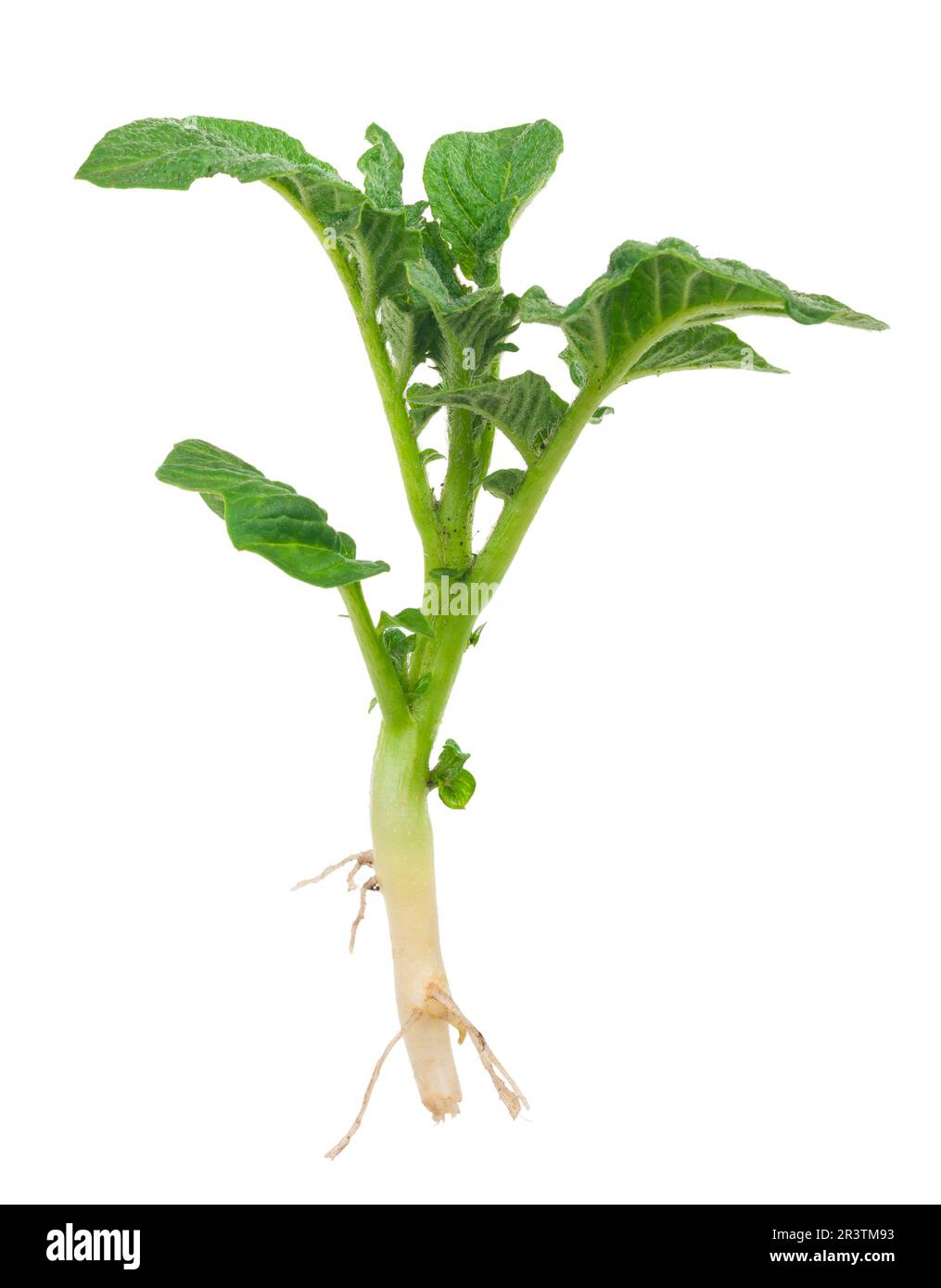Young potato sprout Stock Photo - Alamy