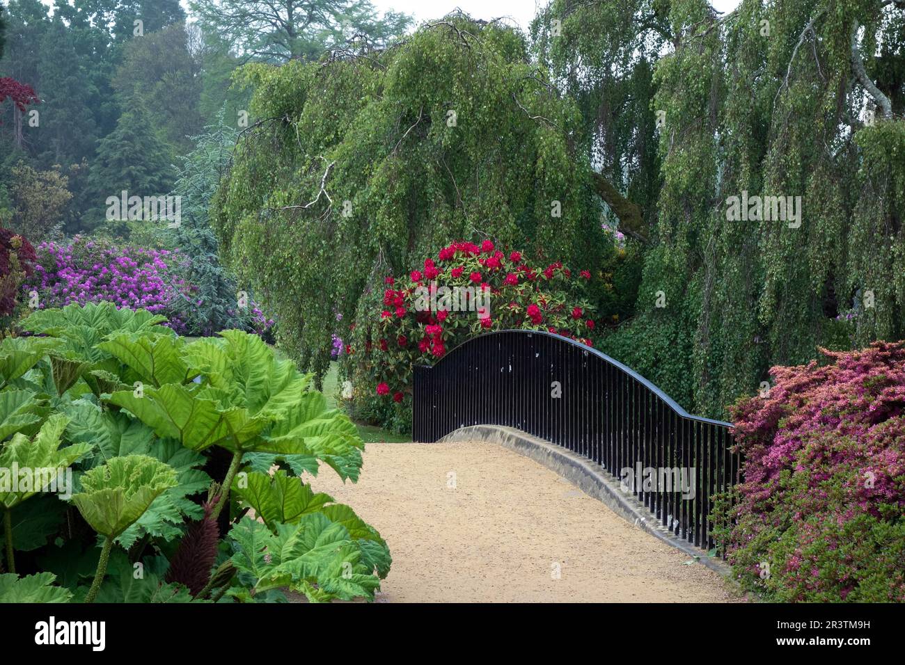 Rhodendrons in Sheffield Park Gardens Stock Photo - Alamy