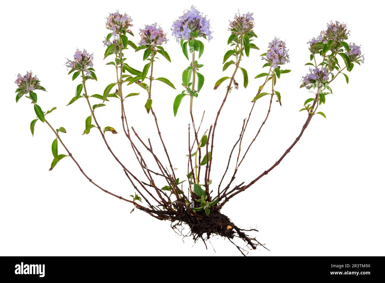 Medicinal plant: Thyme with root Stock Photo - Alamy