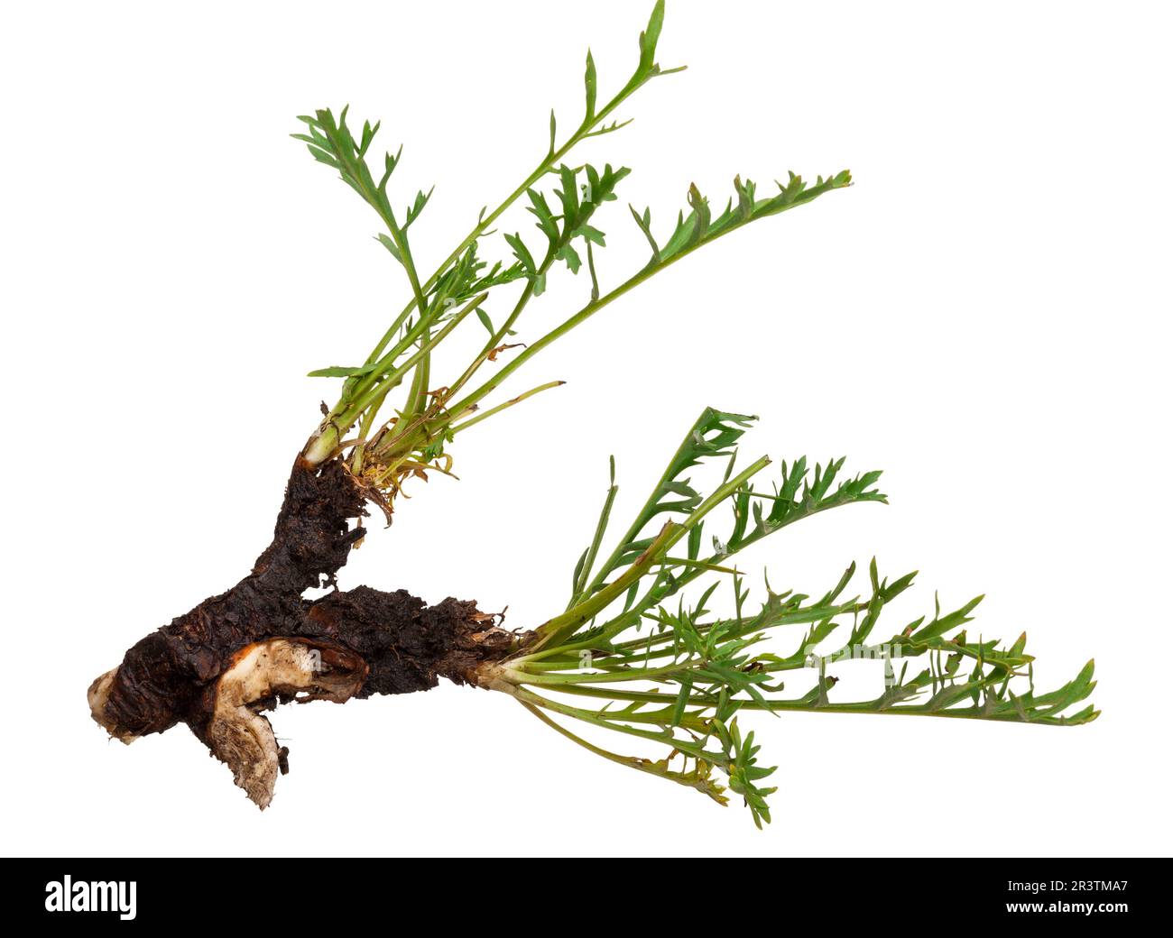 Medicinal plant: Patrinia intermedia Stock Photo - Alamy