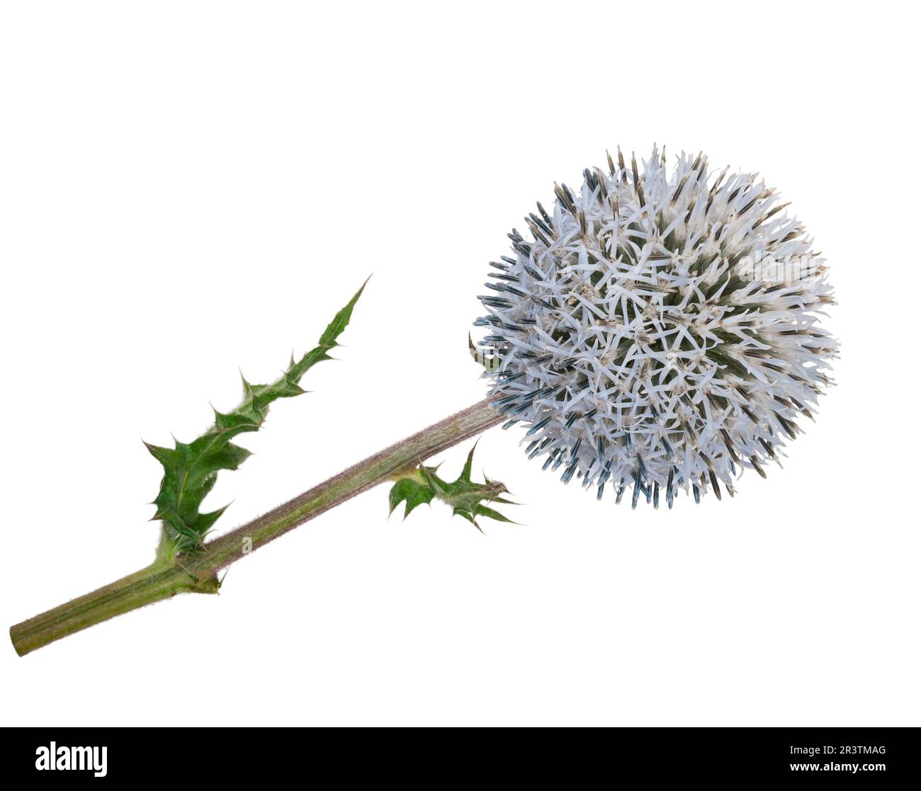 Medicinal plant: Echinops Stock Photo - Alamy