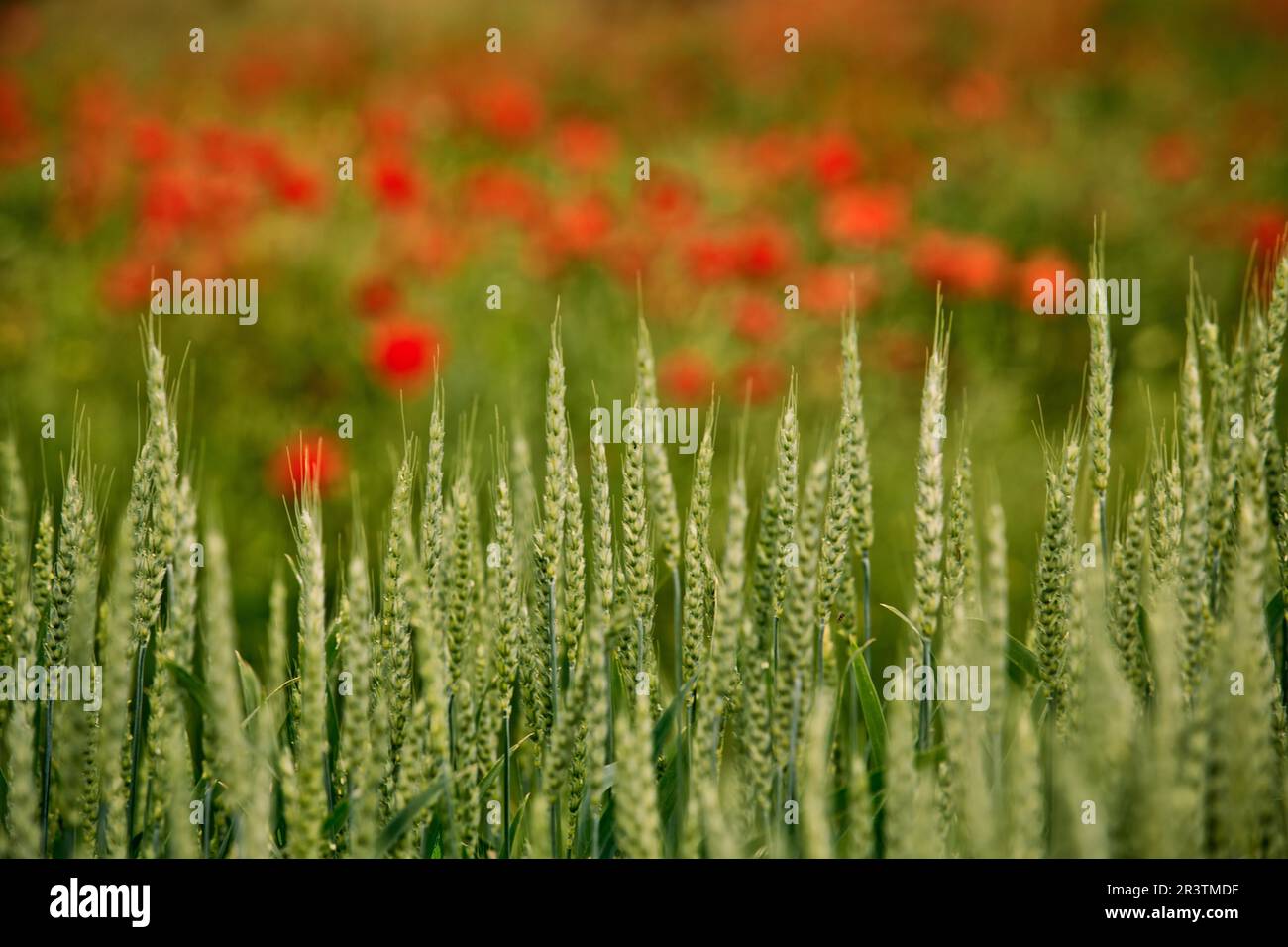 Poppies in wheatfield hi-res stock photography and images - Alamy