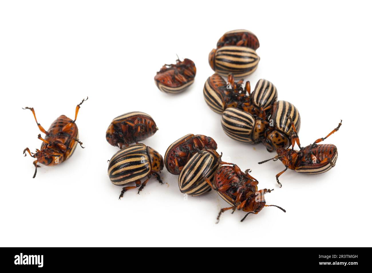 Colorado beetles hi-res stock photography and images - Alamy