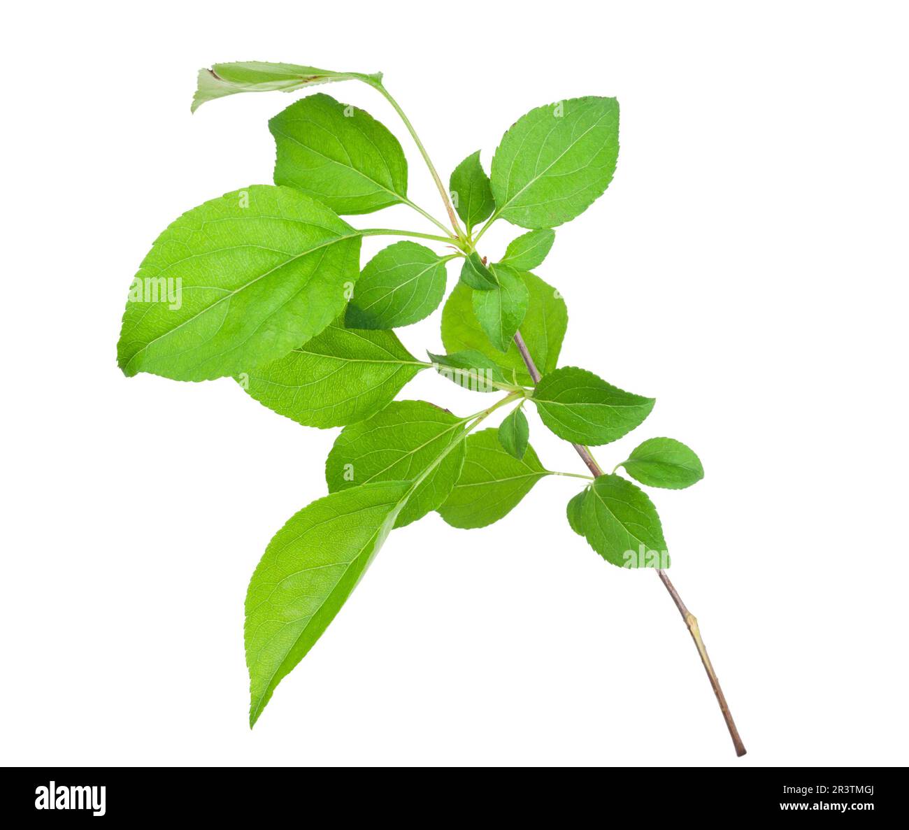 Young apple tree branch Stock Photo - Alamy