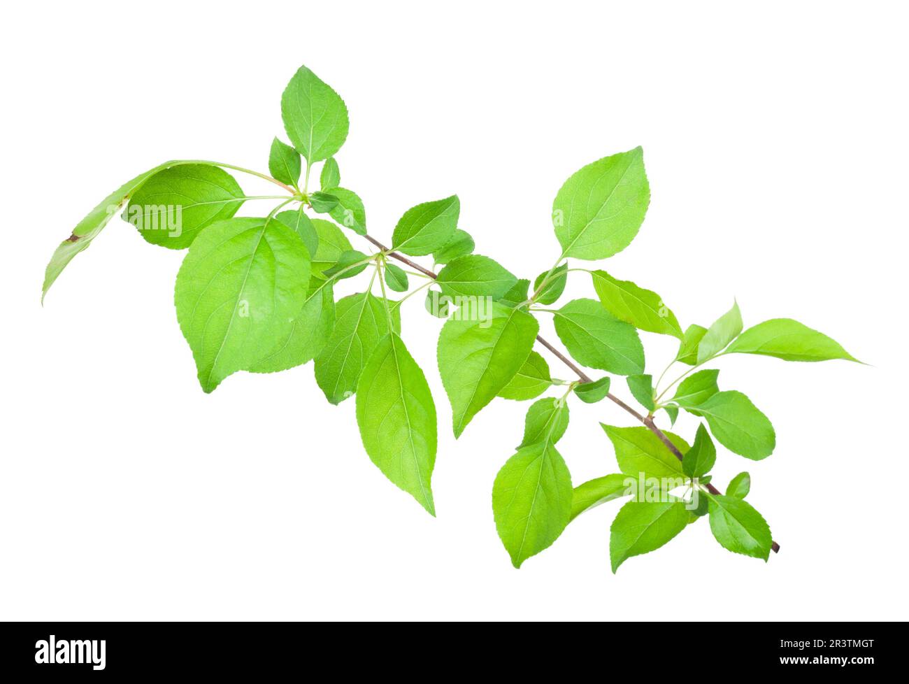 Branch or young tree hi-res stock photography and images - Alamy