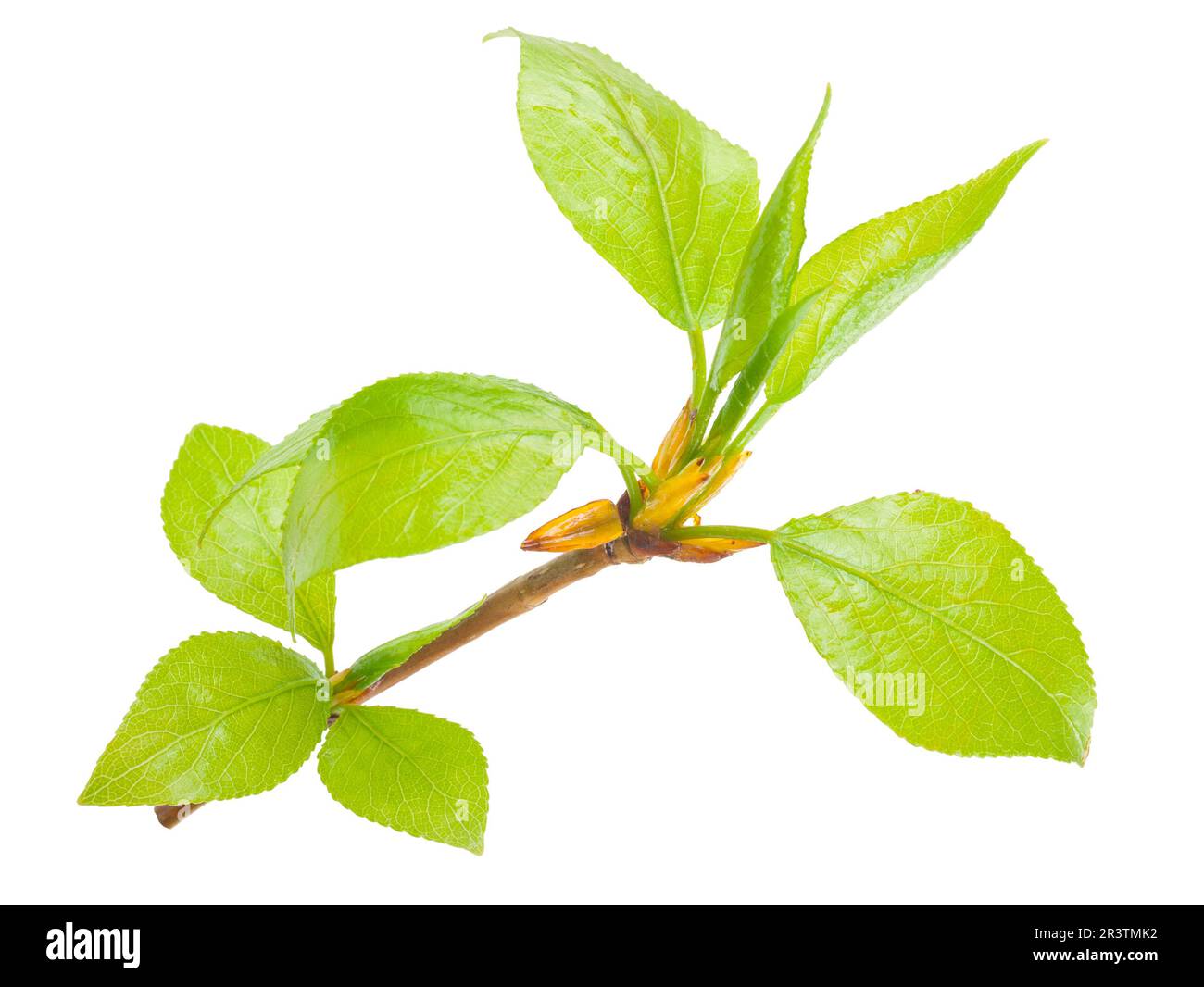 Stem of a tree Cut Out Stock Images & Pictures - Alamy