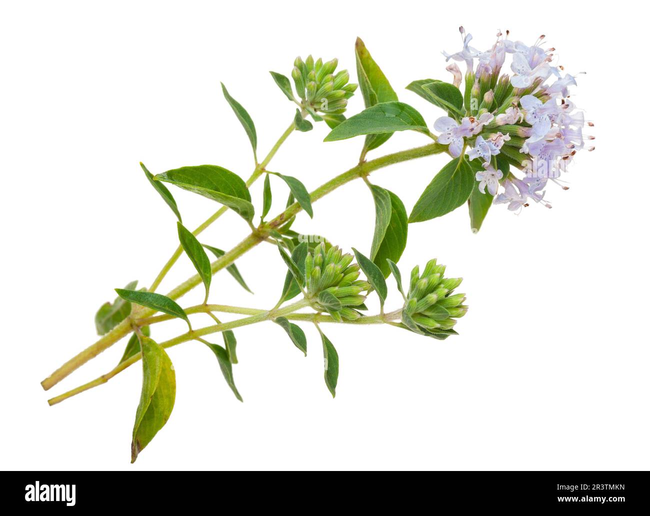Medicinal plant: Thyme Stock Photo - Alamy